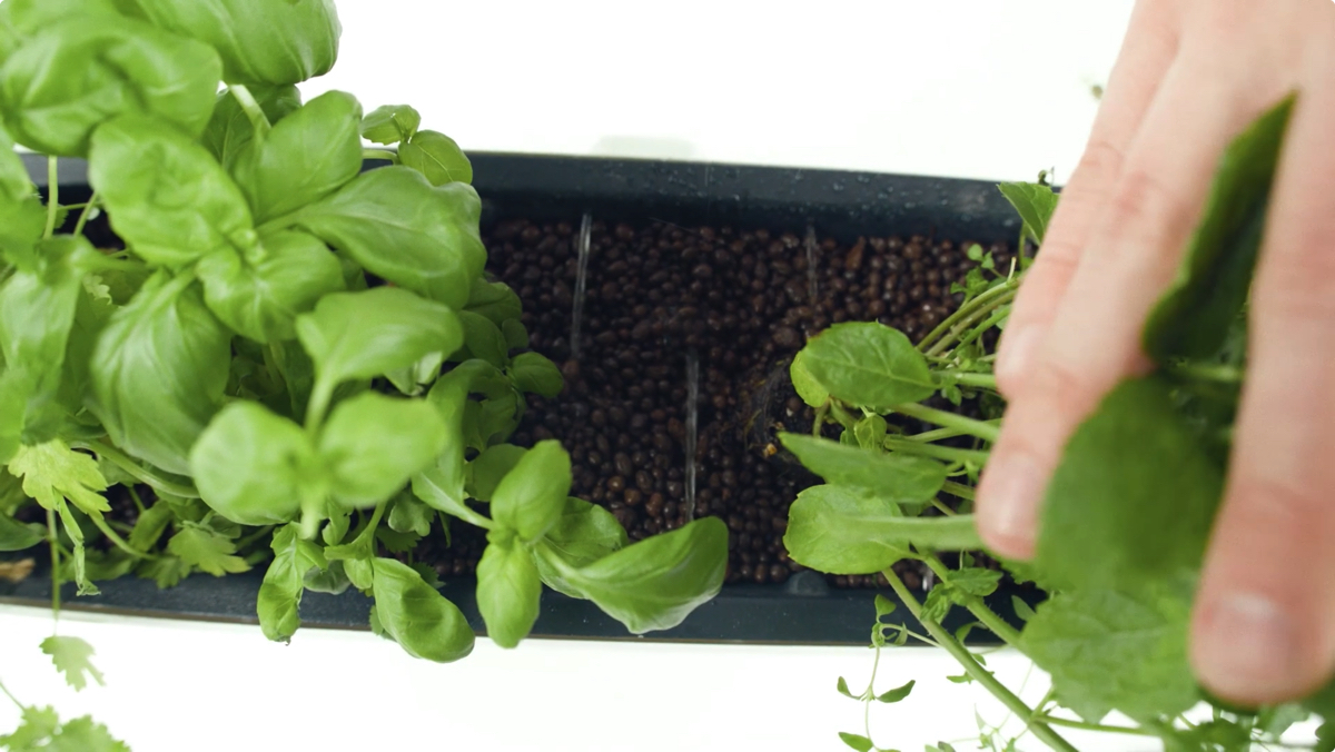 水やり手間いらずですくすく育つ？ スマート家庭菜園「Botanium Vega」 - bouncy / バウンシー