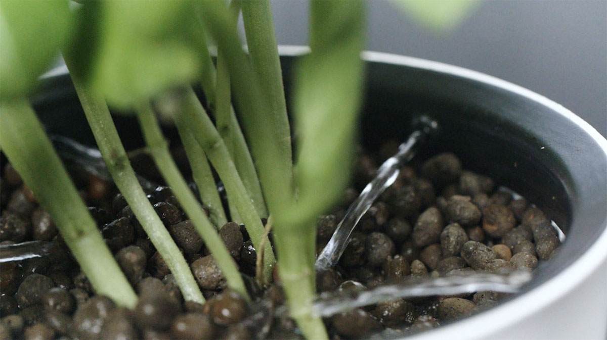 枯らす心配は無用？ 勝手に植物が育つ自動水耕栽培ポット「Botanium」 - bouncy / バウンシー