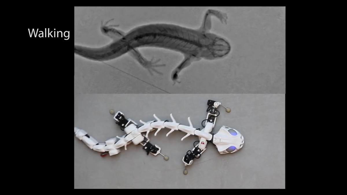 サンショウウオの動きを忠実に再現したバイオロボット「Pleurobot」 - bouncy / バウンシー