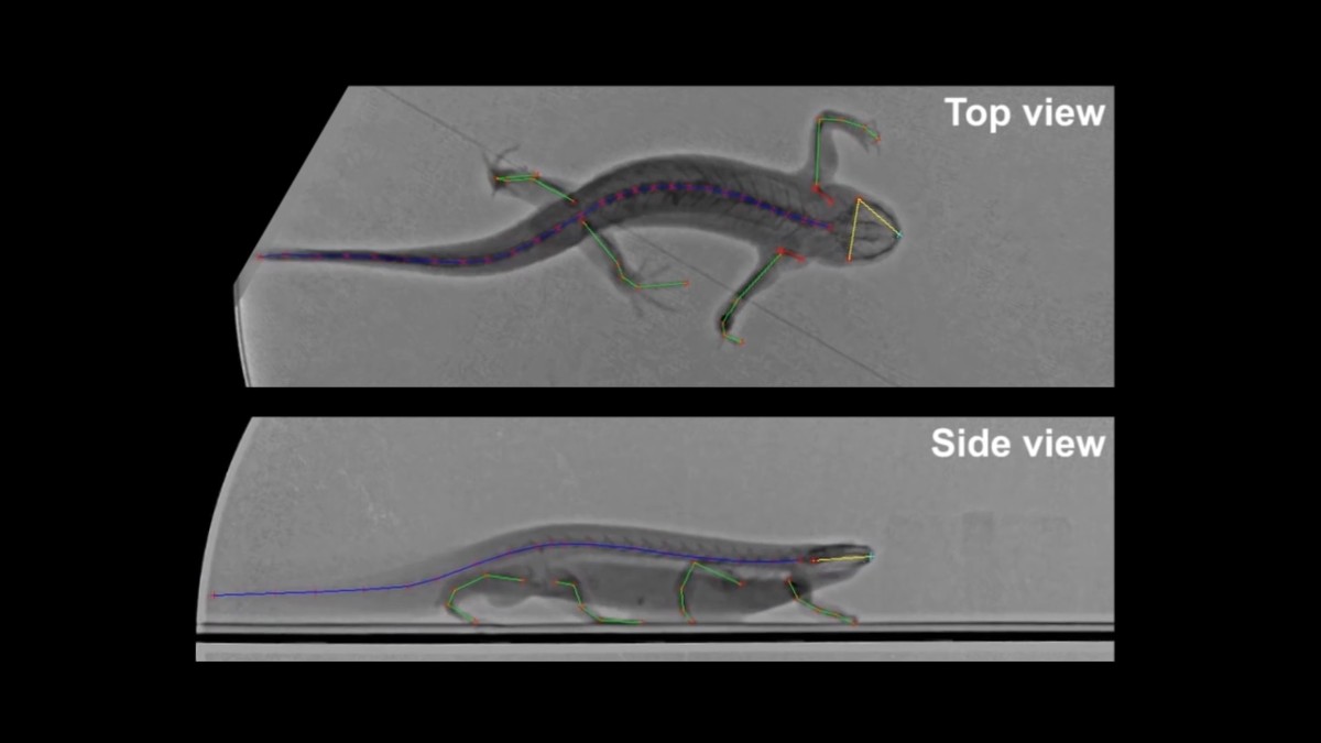 サンショウウオの動きを忠実に再現したバイオロボット「Pleurobot」 - bouncy / バウンシー